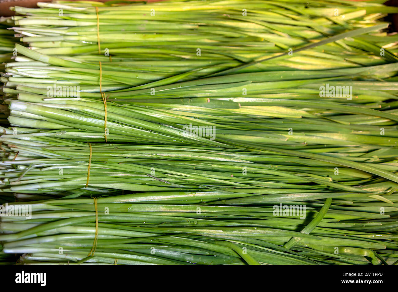 Bunches of freshly cut jusai with drops of water on leaves close-up ...