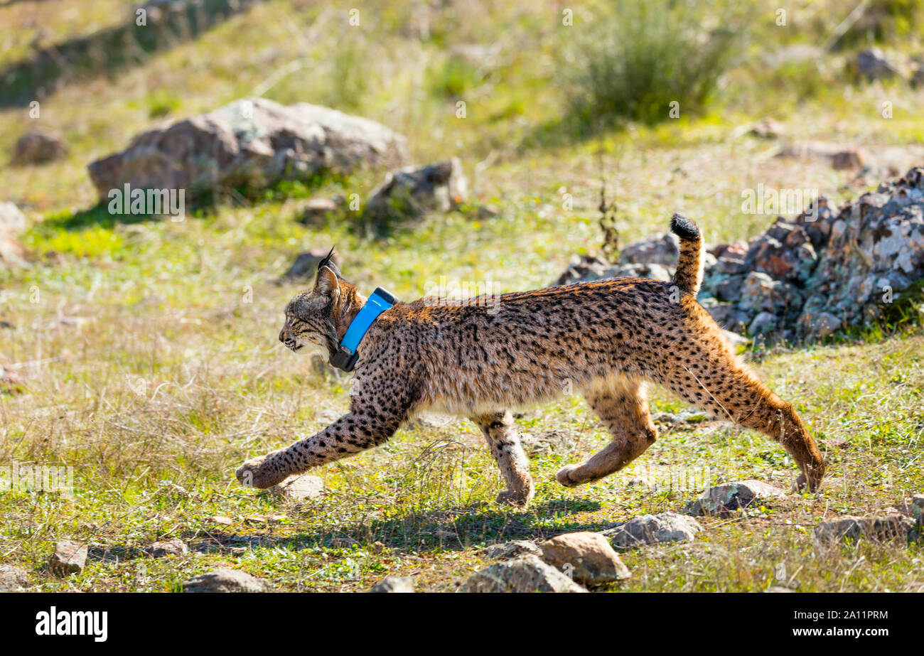 Mediterranean habitat for iberian lynx hi-res stock photography and ...