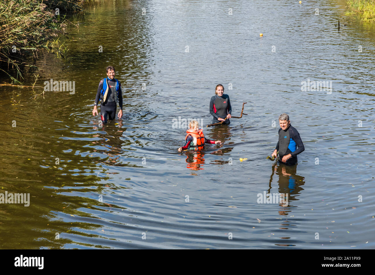 The annual Budleigh Salerton Duck Race on the river Otter. Escorting ...
