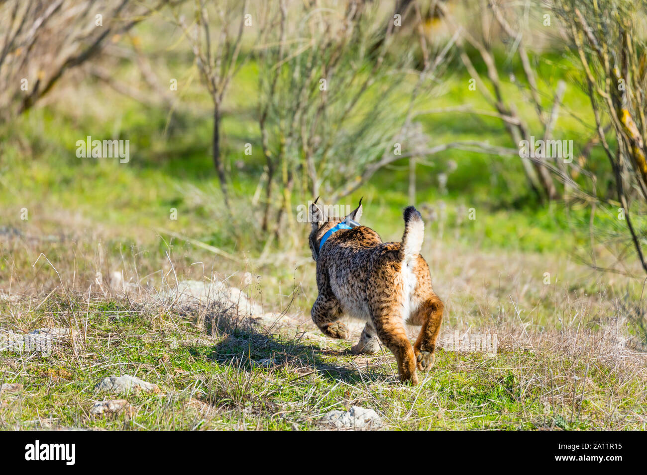 Mediterranean Habitat For Iberian Lynx High Resolution Stock ...