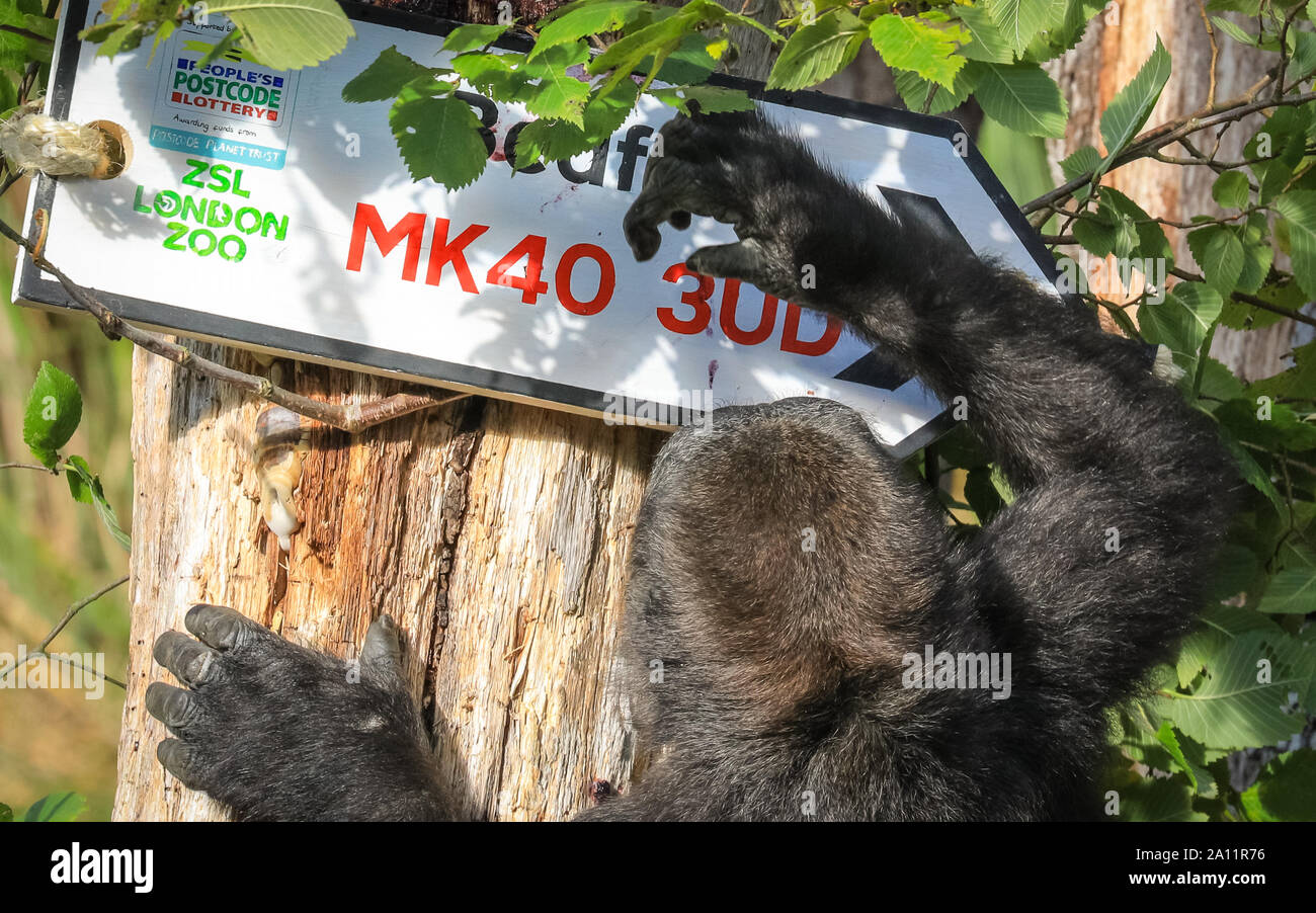 London, UK. 23rd Sep 2019. Male silver back Kumbuka takes an immediate ...