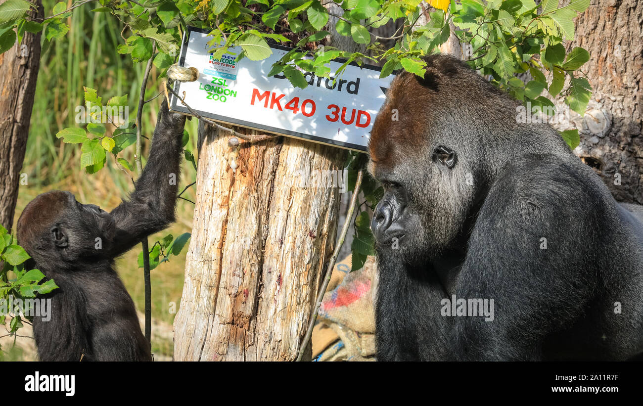London, UK. 23rd Sep 2019. Male silver back Kumbuka takes an immediate ...