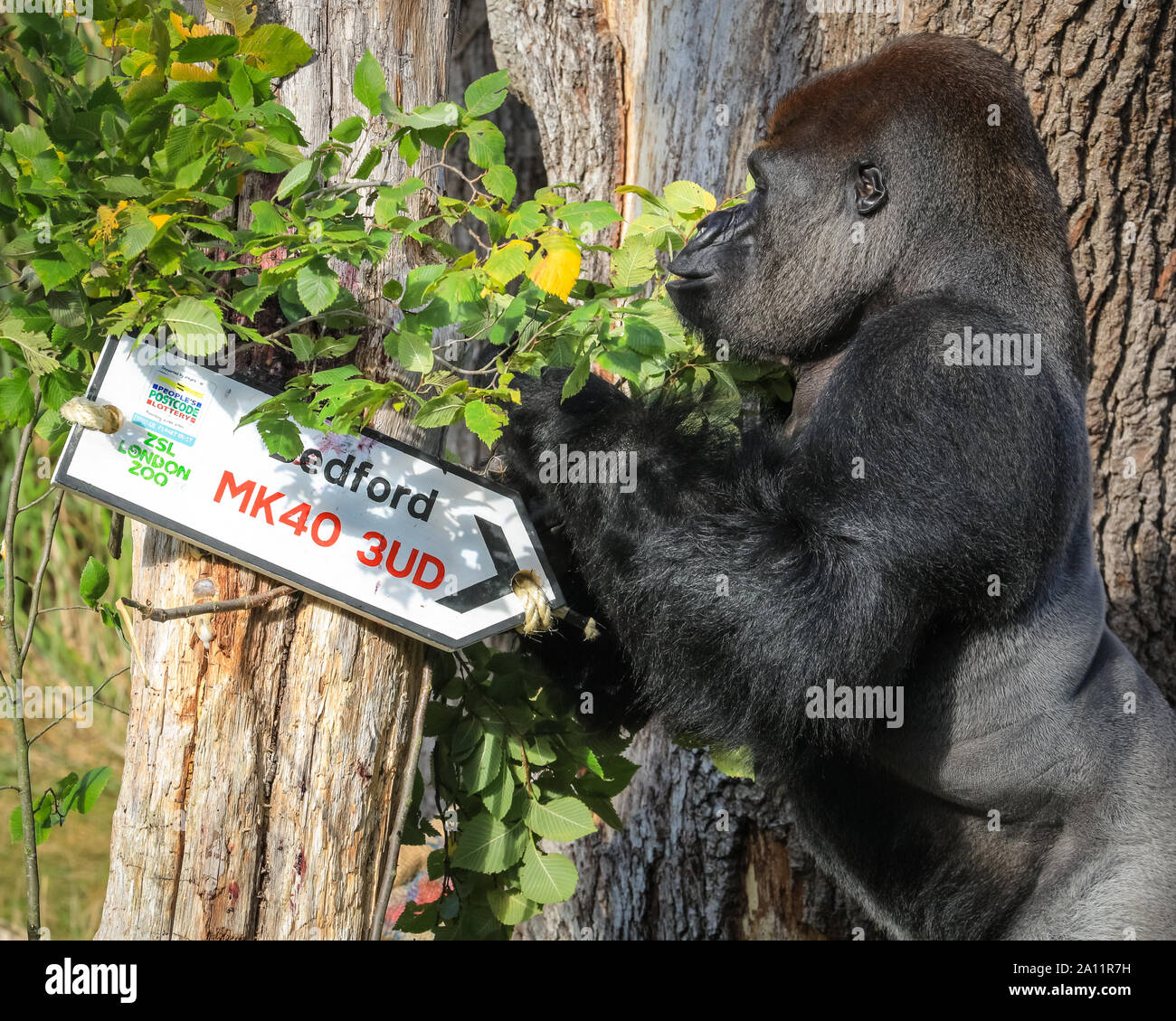 London, UK. 23rd Sep 2019. Male silver back Kumbuka takes an immediate ...
