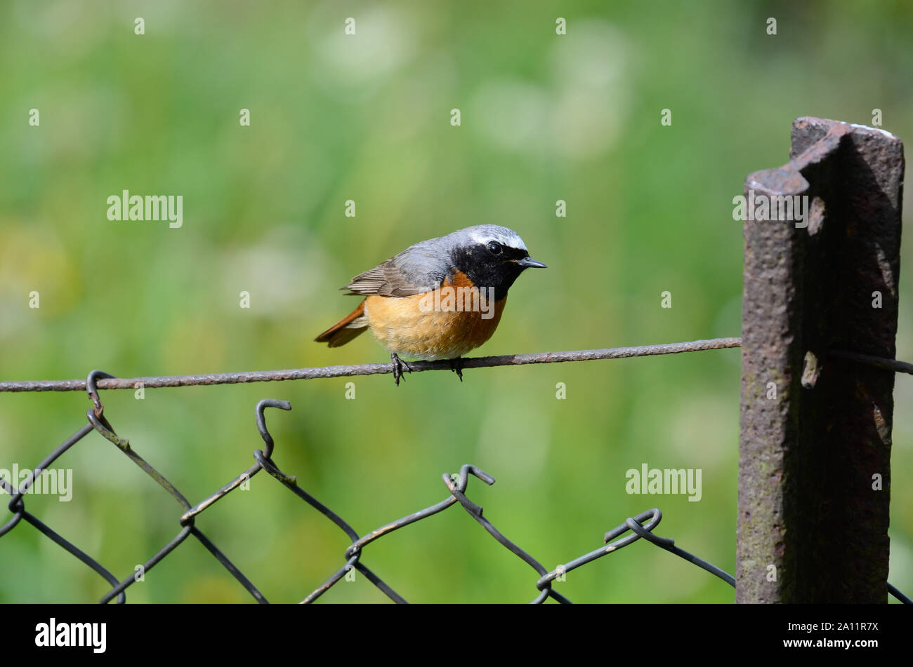 Garden redstart hi-res stock photography and images - Alamy