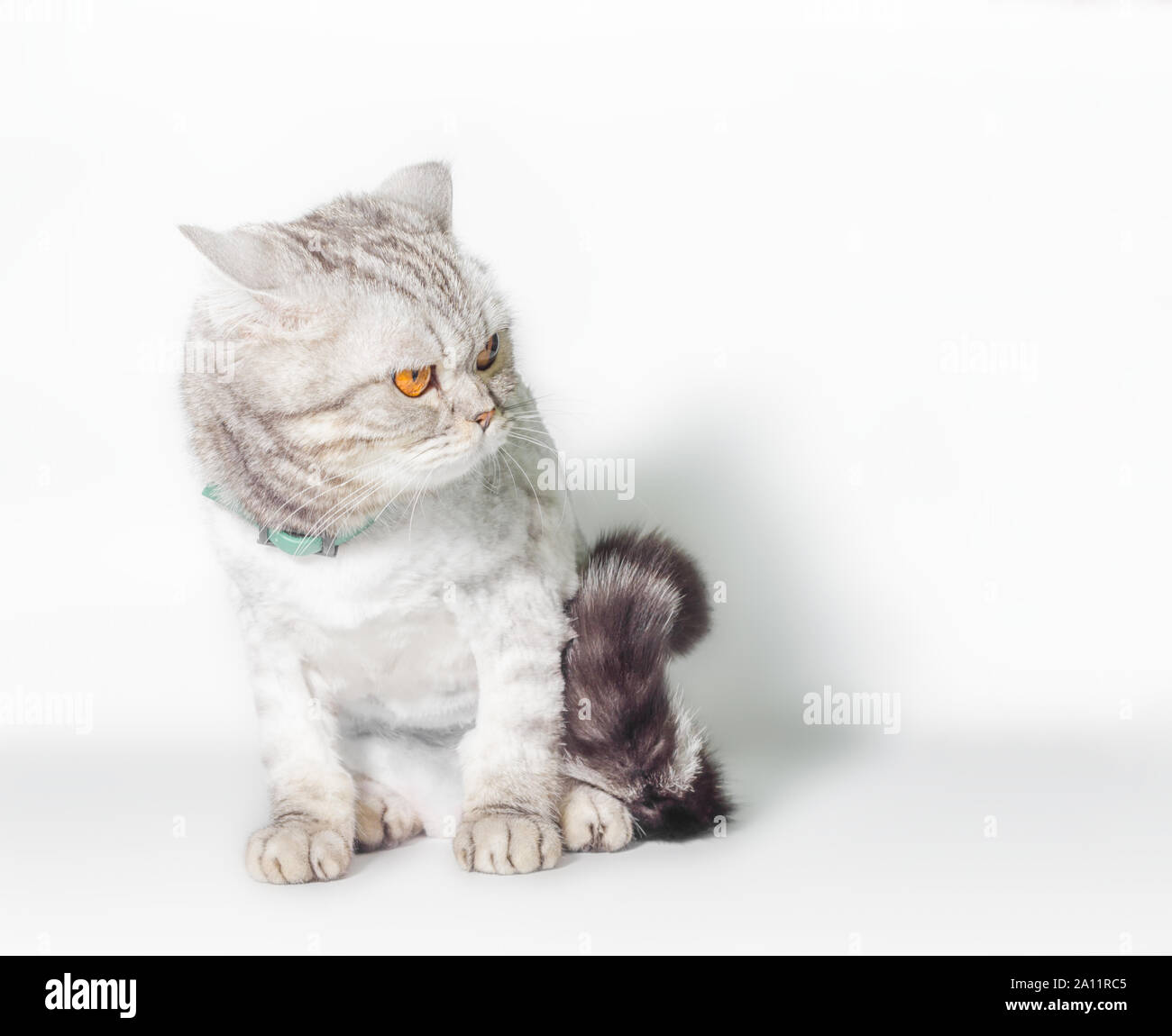 gray trimmed cat with displeased eyes isolated on white background ...