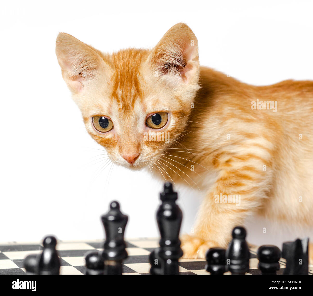 cute little red kitten and chess isolated on white background closeup ...