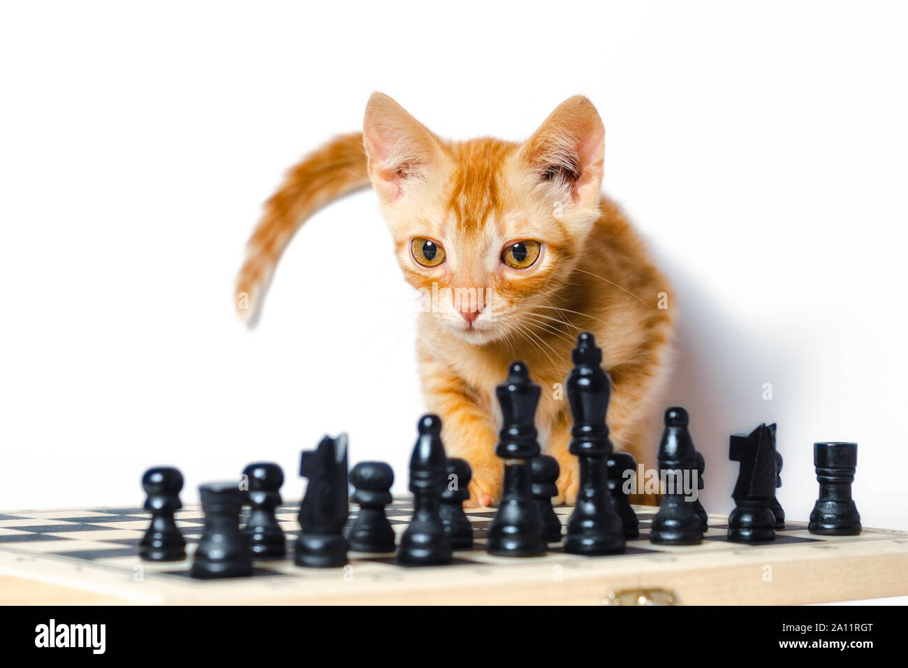 cute little red kitten and chess isolated on white background closeup ...