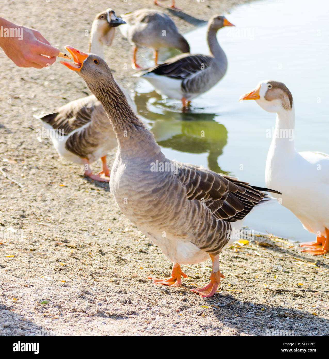man's feeds a wild goose on biscuits Stock Photo - Alamy