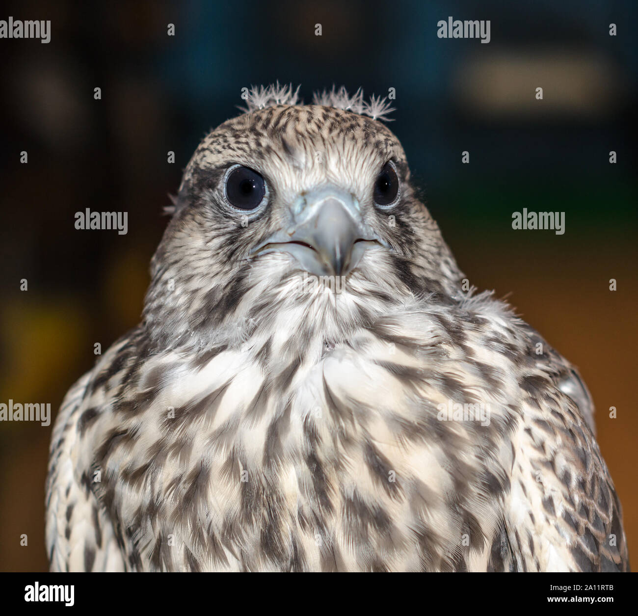 bird of prey gyrates close-up with funny feathers on the head Stock ...
