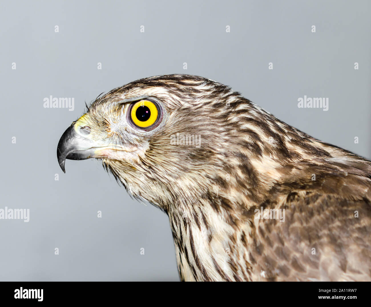 predatory bird hawk with bright yellow eye close-up on a gray ...
