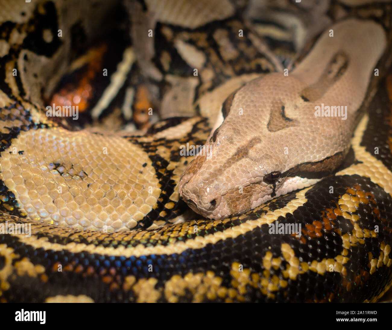 Colorfull skin hi-res stock photography and images - Alamy