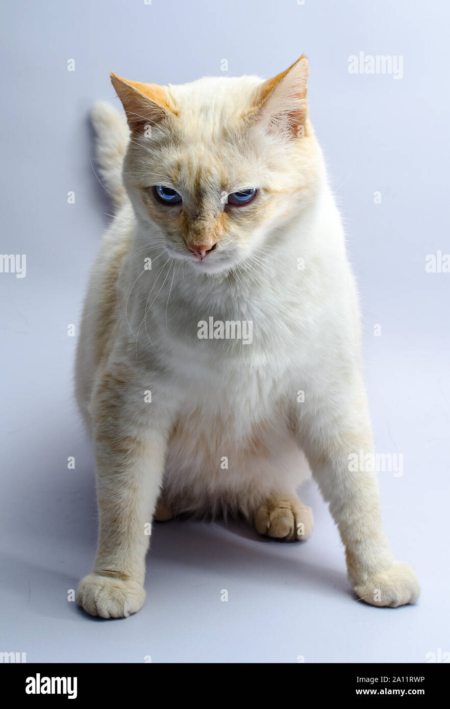 menacing sitting red cat with blue eyes Stock Photo - Alamy