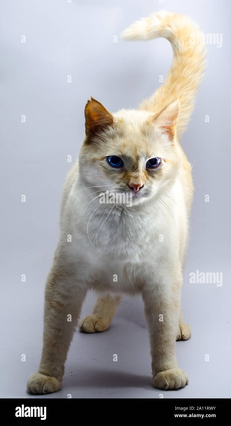 menacing standing red cat with blue eyes Stock Photo - Alamy