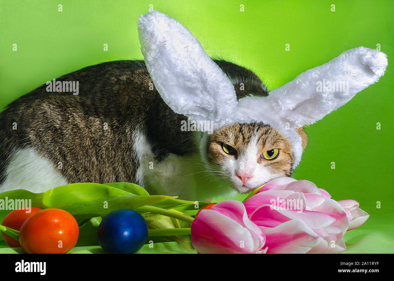 angry cat with overhead ears depicts an Easter rabbit among the flowers ...