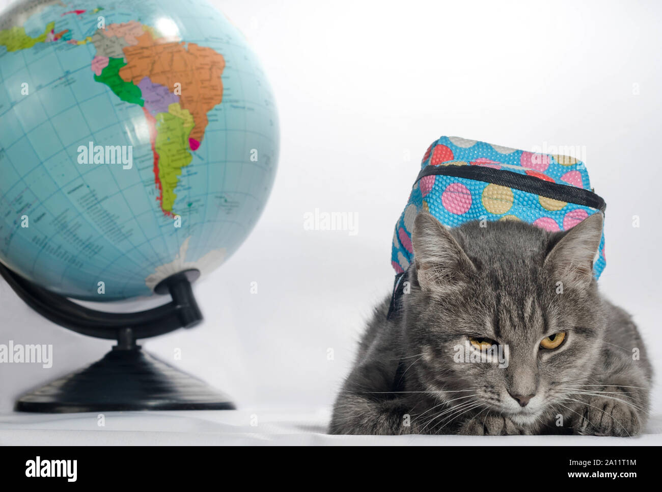 Golbus hi-res stock photography and images - Alamy