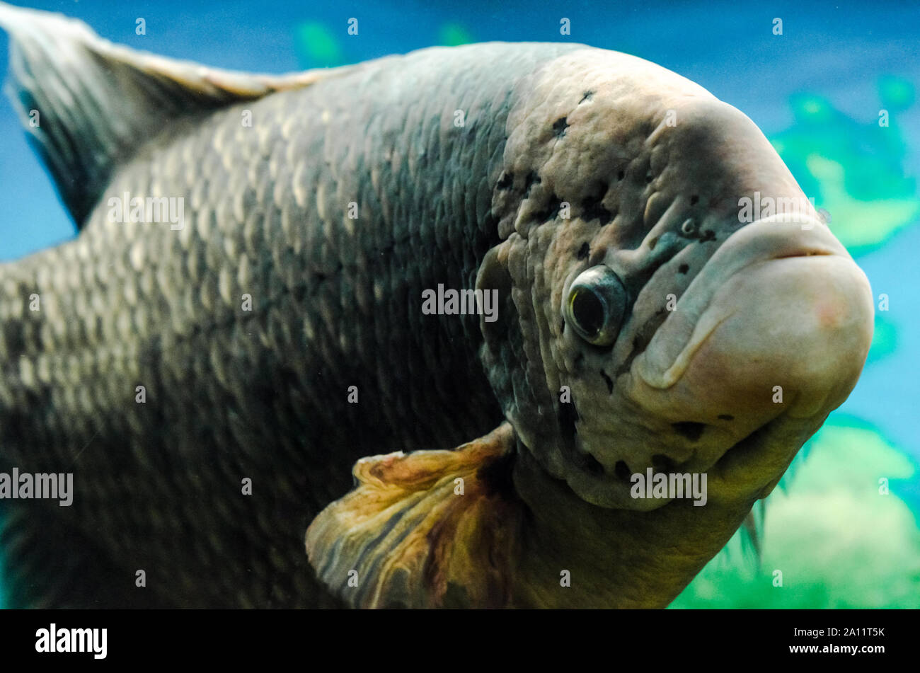 Big fish close up live hi-res stock photography and images - Alamy