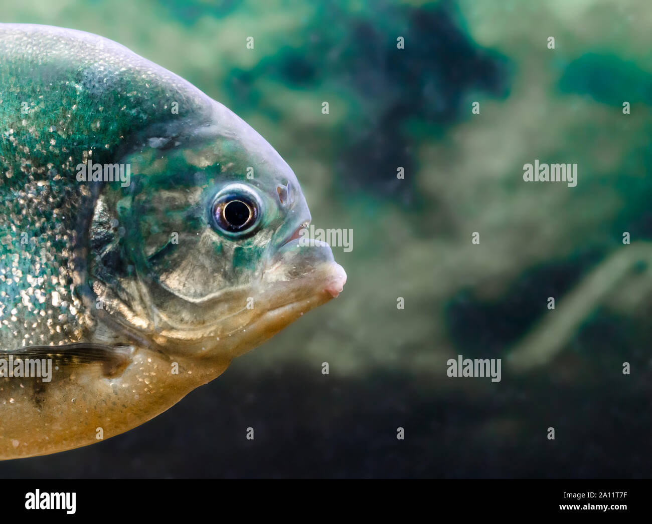 piranha in the water close up Stock Photo - Alamy