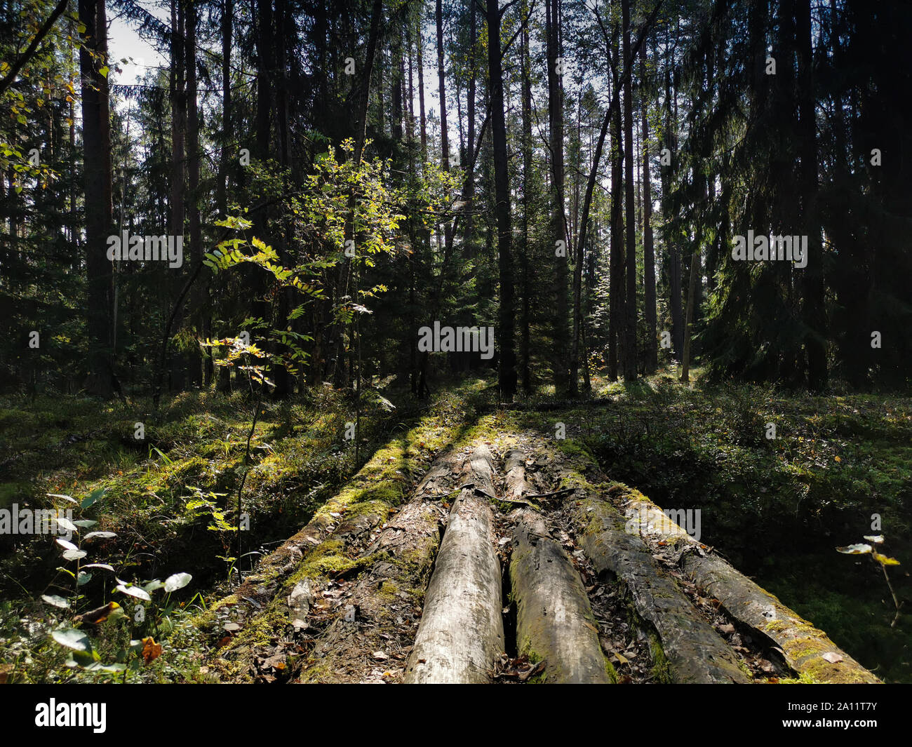 Fabulous morning in the pine forest. Magical autumn forest meets the ...