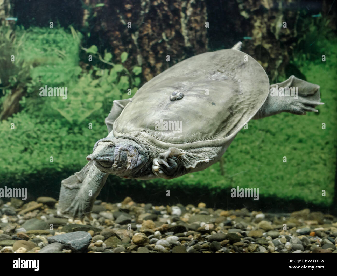 freshwater turtle chinese trionix swims under water close up Stock ...