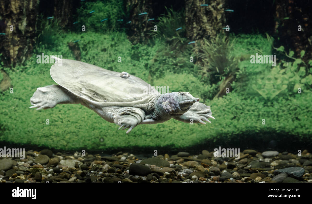 freshwater turtle chinese trionix swims under water close up Stock ...