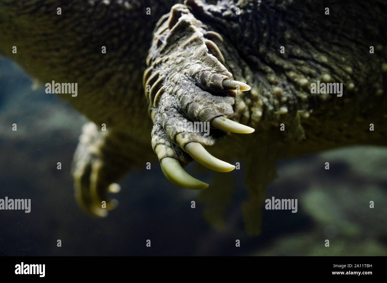 large claws on the paw of a sea turtle close up Stock Photo - Alamy