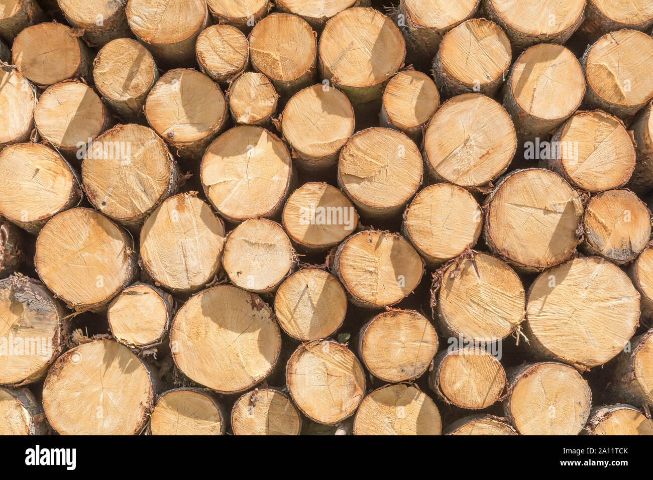 Texture of trunk hi-res stock photography and images - Alamy