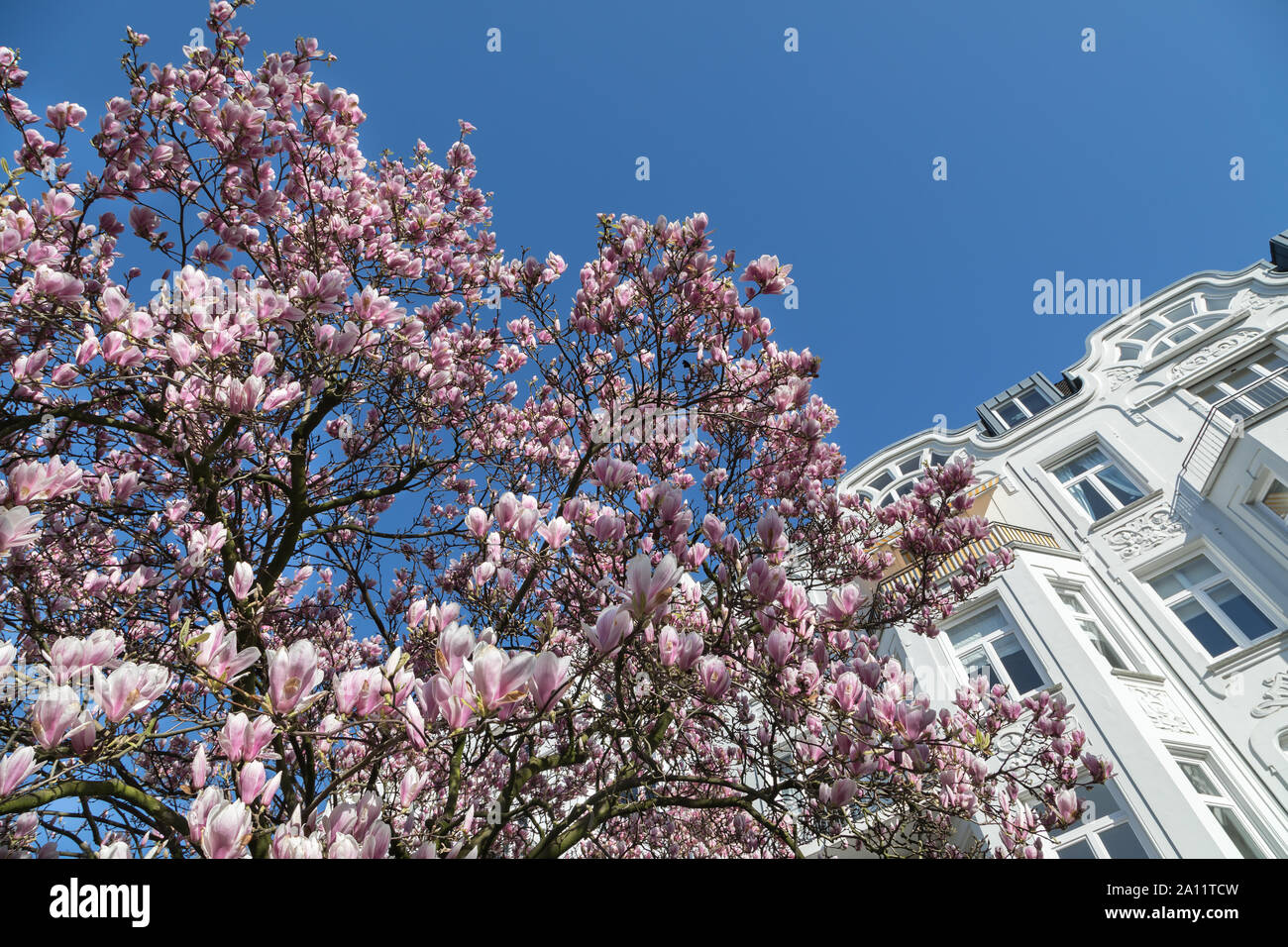 Magnolia tree in front garden hi-res stock photography and images - Alamy