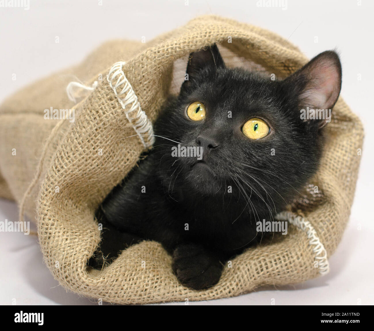 The muzzle puzzle hi-res stock photography and images - Alamy