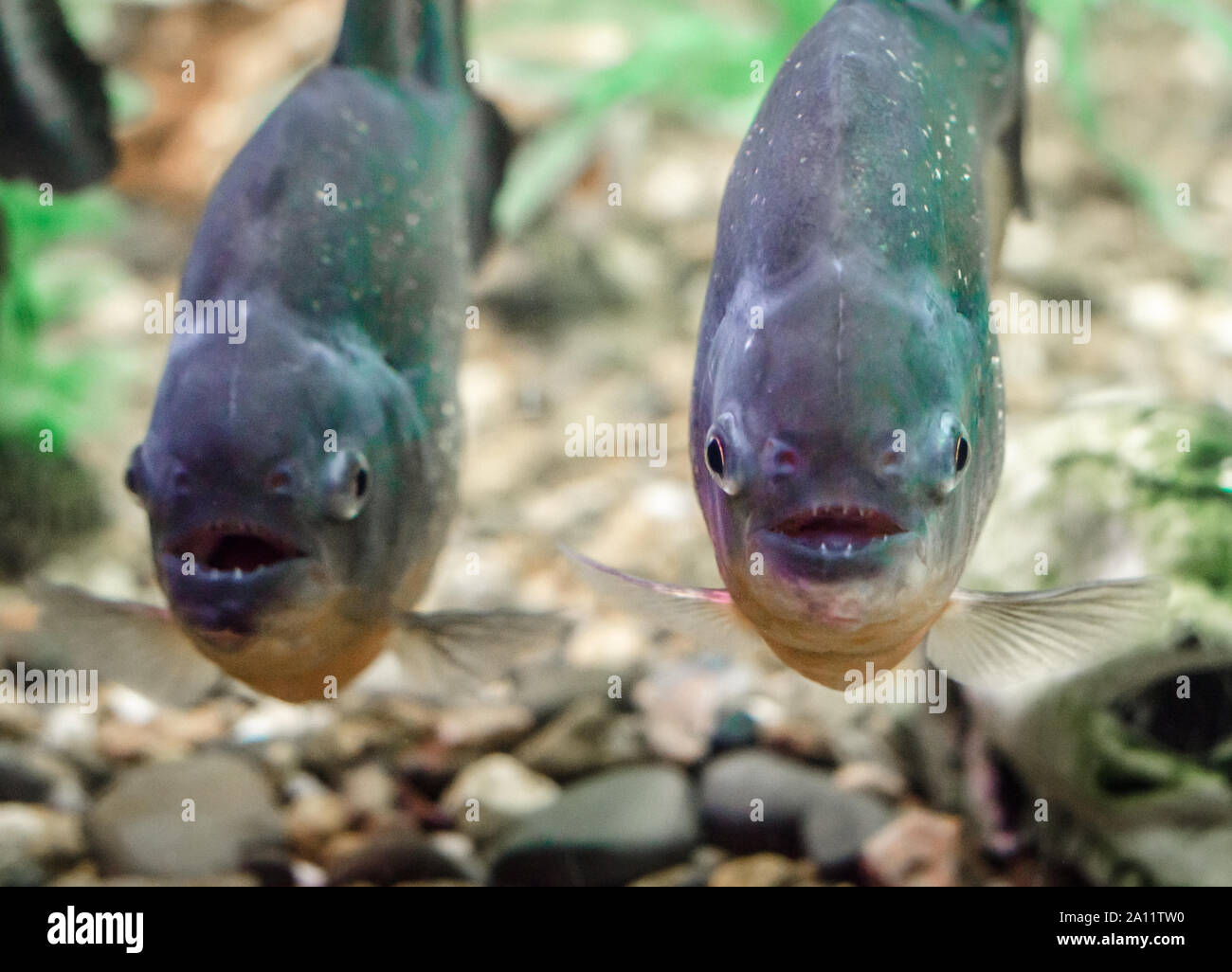 Piranha fish hi-res stock photography and images - Alamy