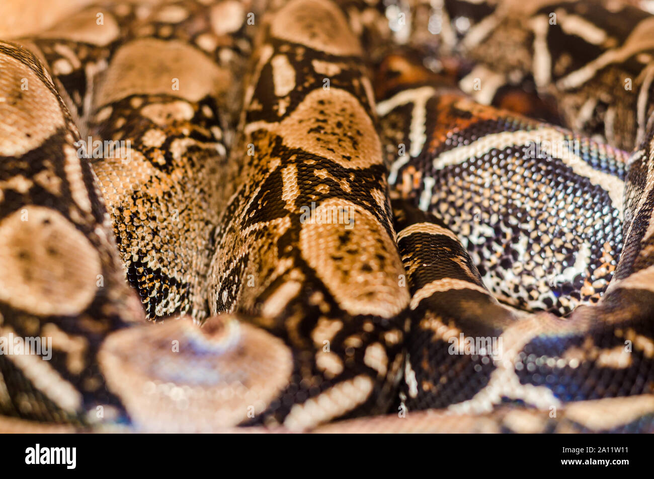 Spoted skin hi-res stock photography and images - Alamy