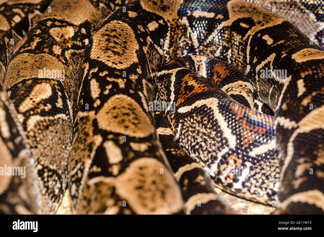 Spoted skin hi-res stock photography and images - Alamy