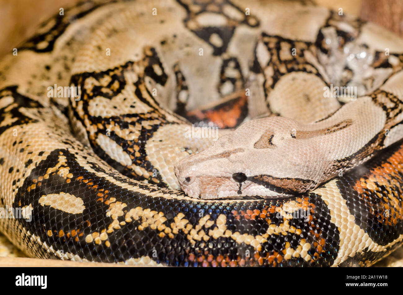 Pale Boa Snake skin and head with black eye Stock Photo - Alamy