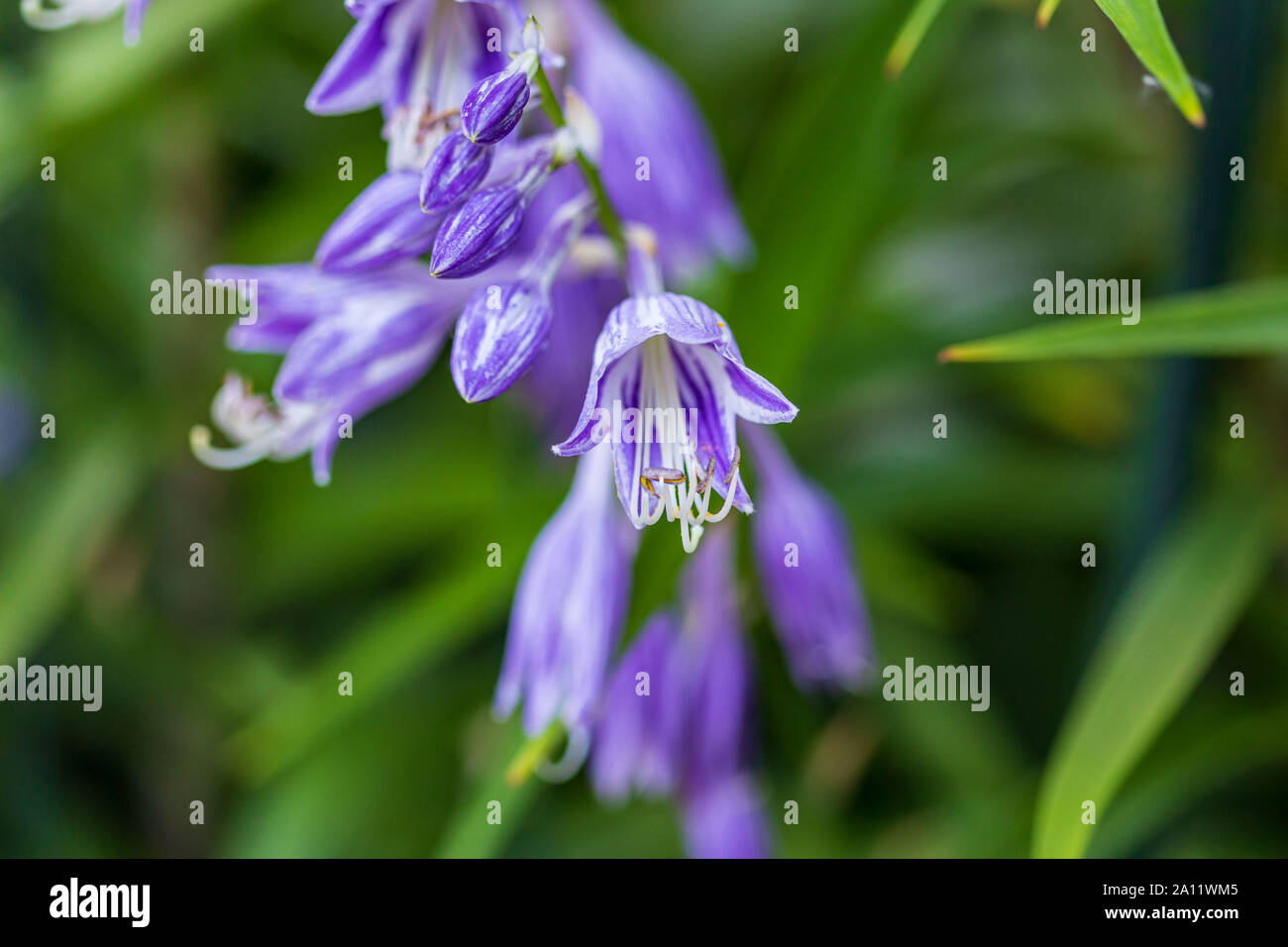 a close up of a lavender Hosta plant that is blooming Stock Photo - Alamy