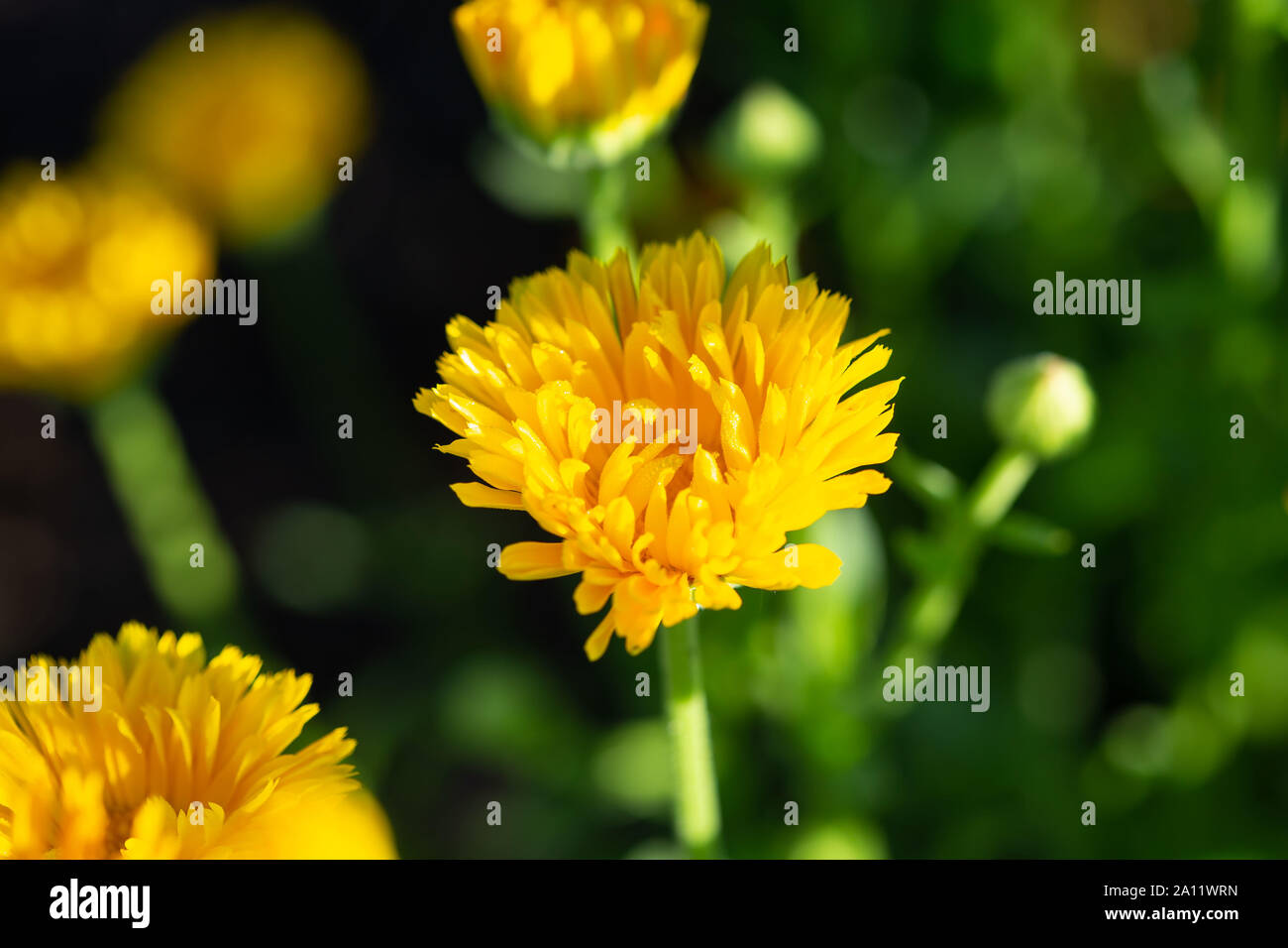 a side view of a small yellow wildflower bloom Stock Photo - Alamy