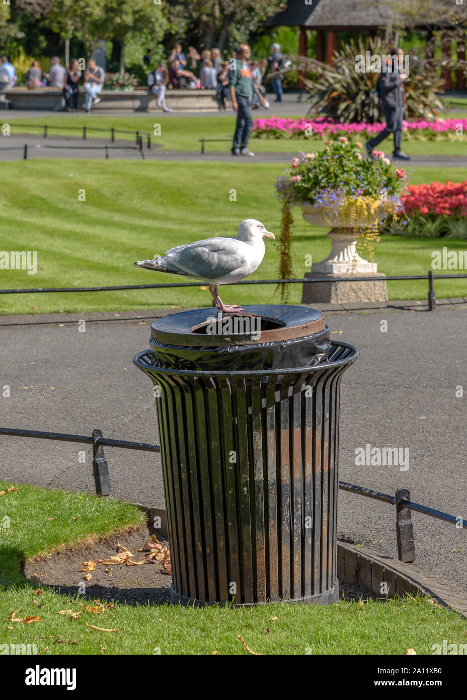 A seagull on a rubbish bin in St Stephen's Green Stock Photo - Alamy