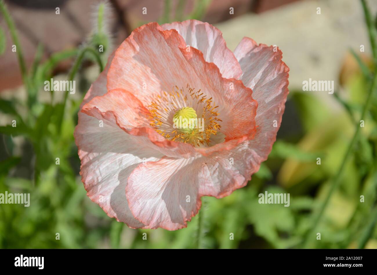 Beautiful poppy flower Stock Photo - Alamy