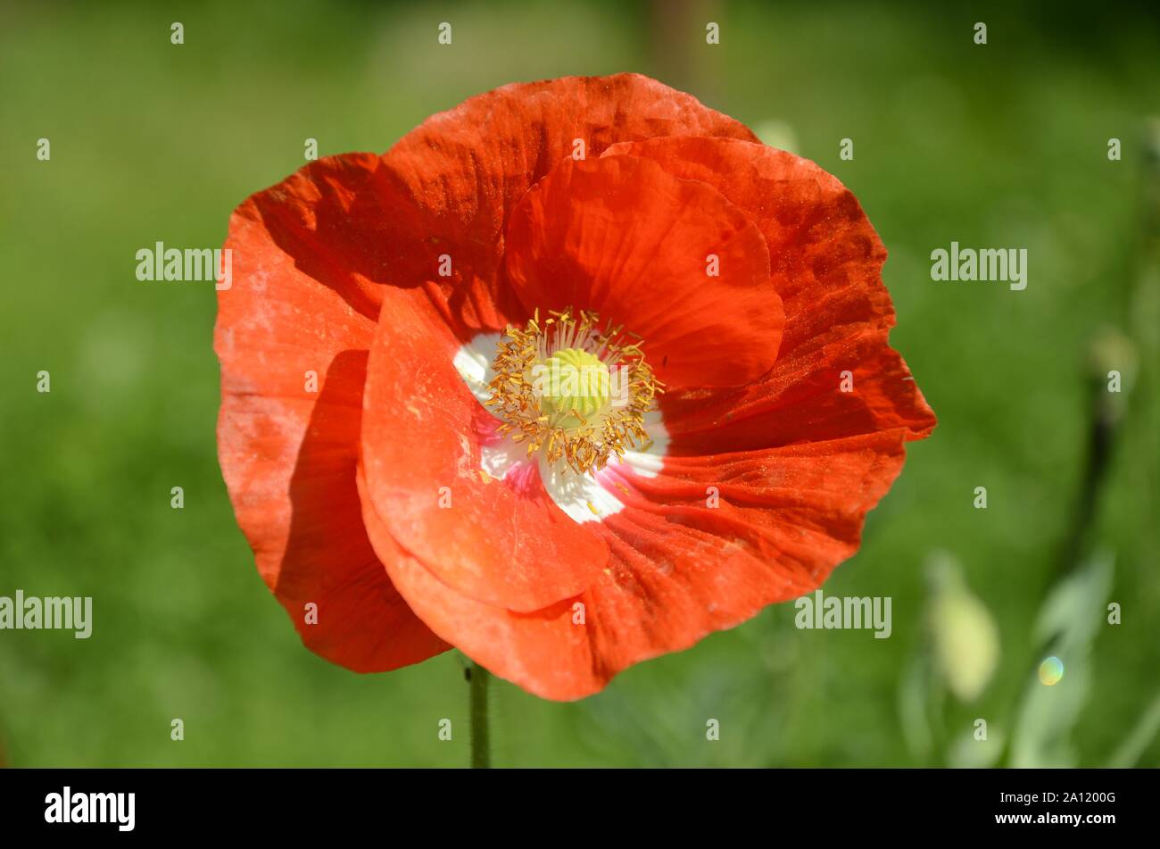 Beautiful poppy flower Stock Photo - Alamy