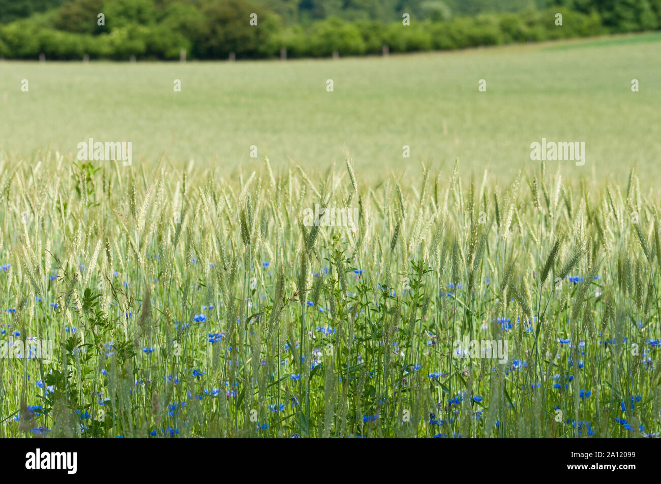 Rye field with corn flowers Stock Photo - Alamy