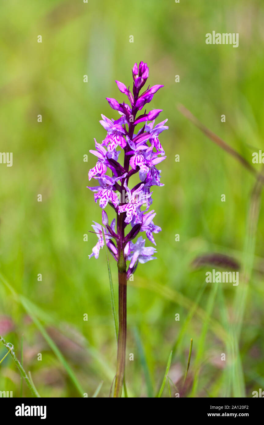 White pink wild orchid hi-res stock photography and images - Alamy