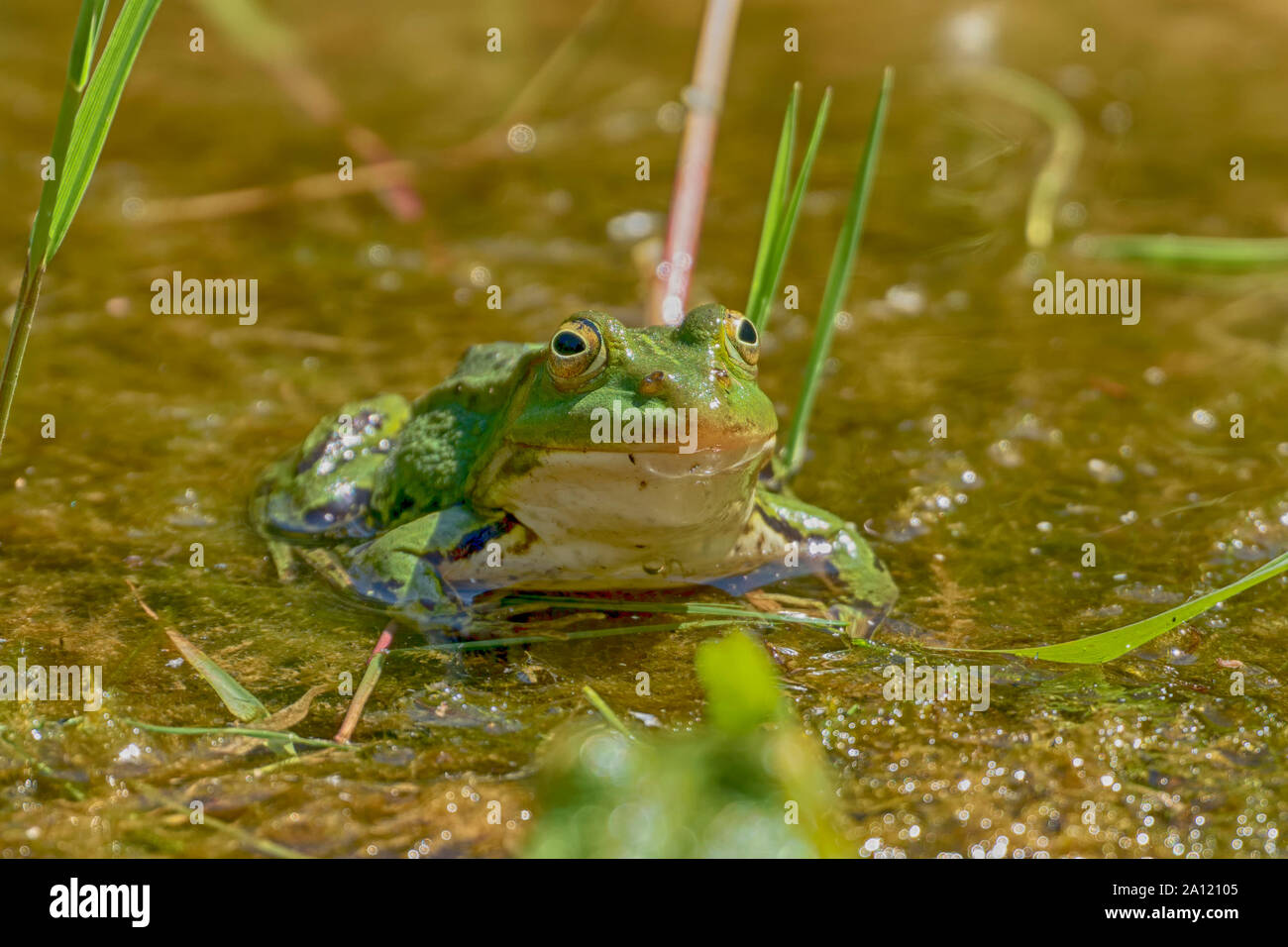 Light green frog that appears to be posing for the camera and smiling ...