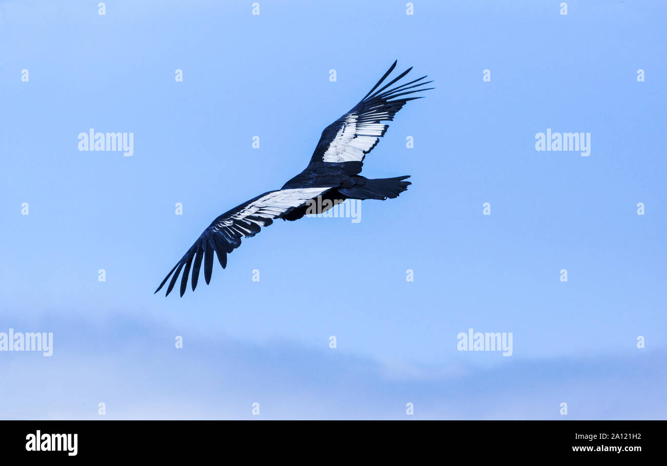 Andean Condor (Vultur gryphus). Bird in flight.Chile Stock Photo - Alamy