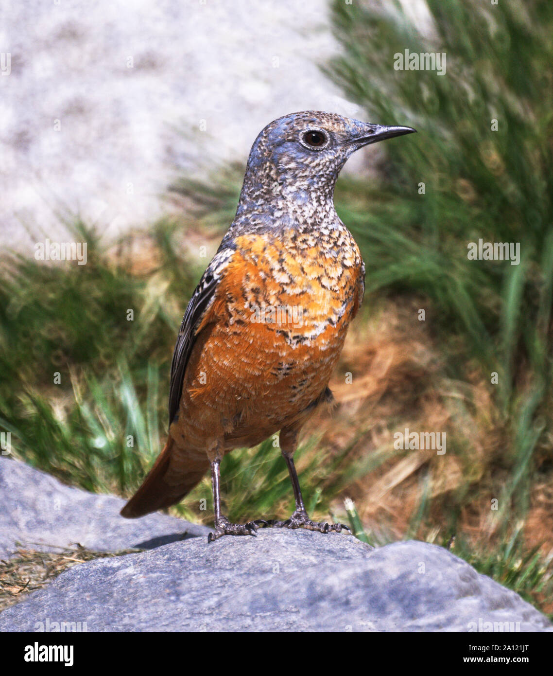 Rock Thrush (Monticolia saxatilis).Male coming into summer plumage ...