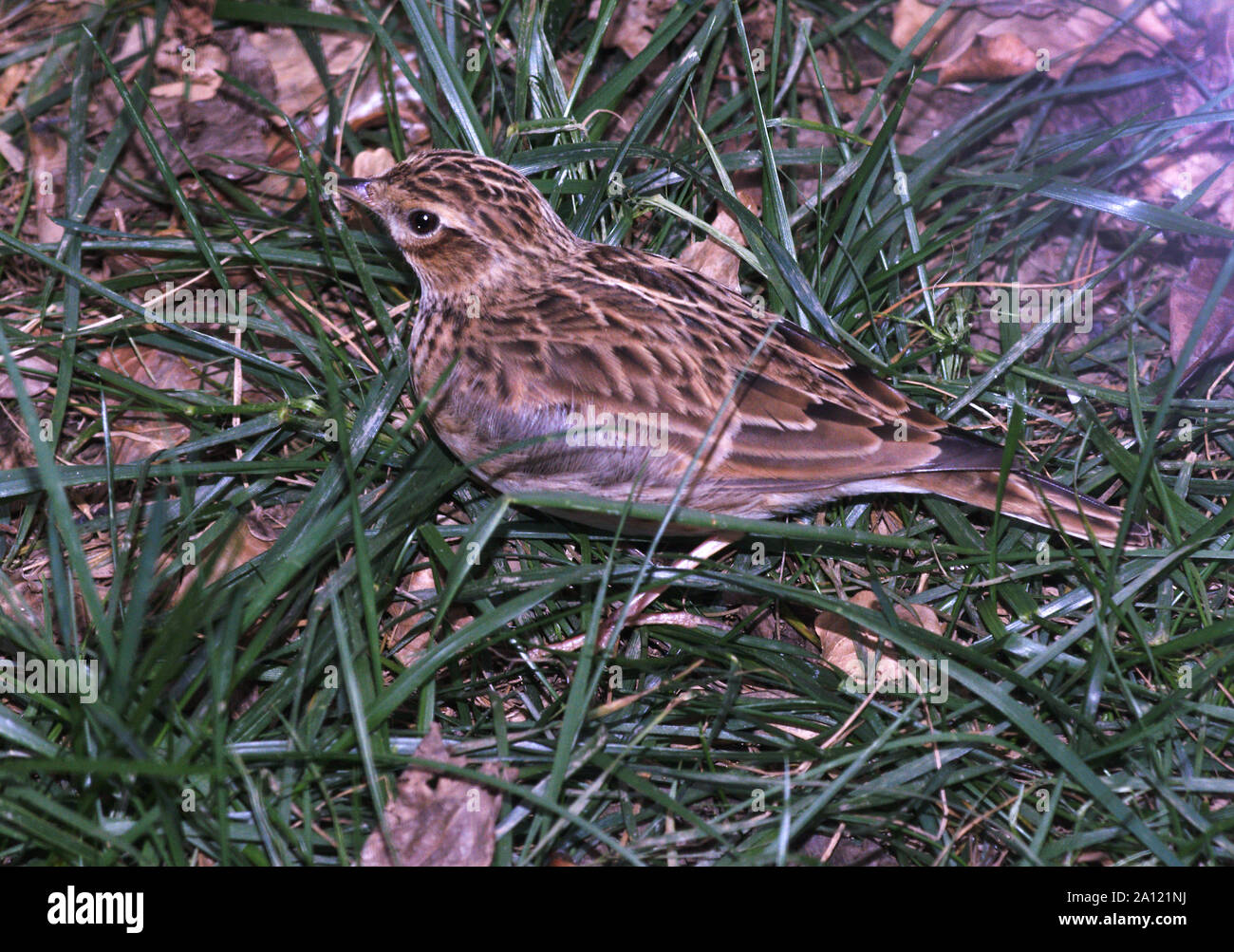 Skylark (Alauda arvensis).Adult on the ground Stock Photo - Alamy