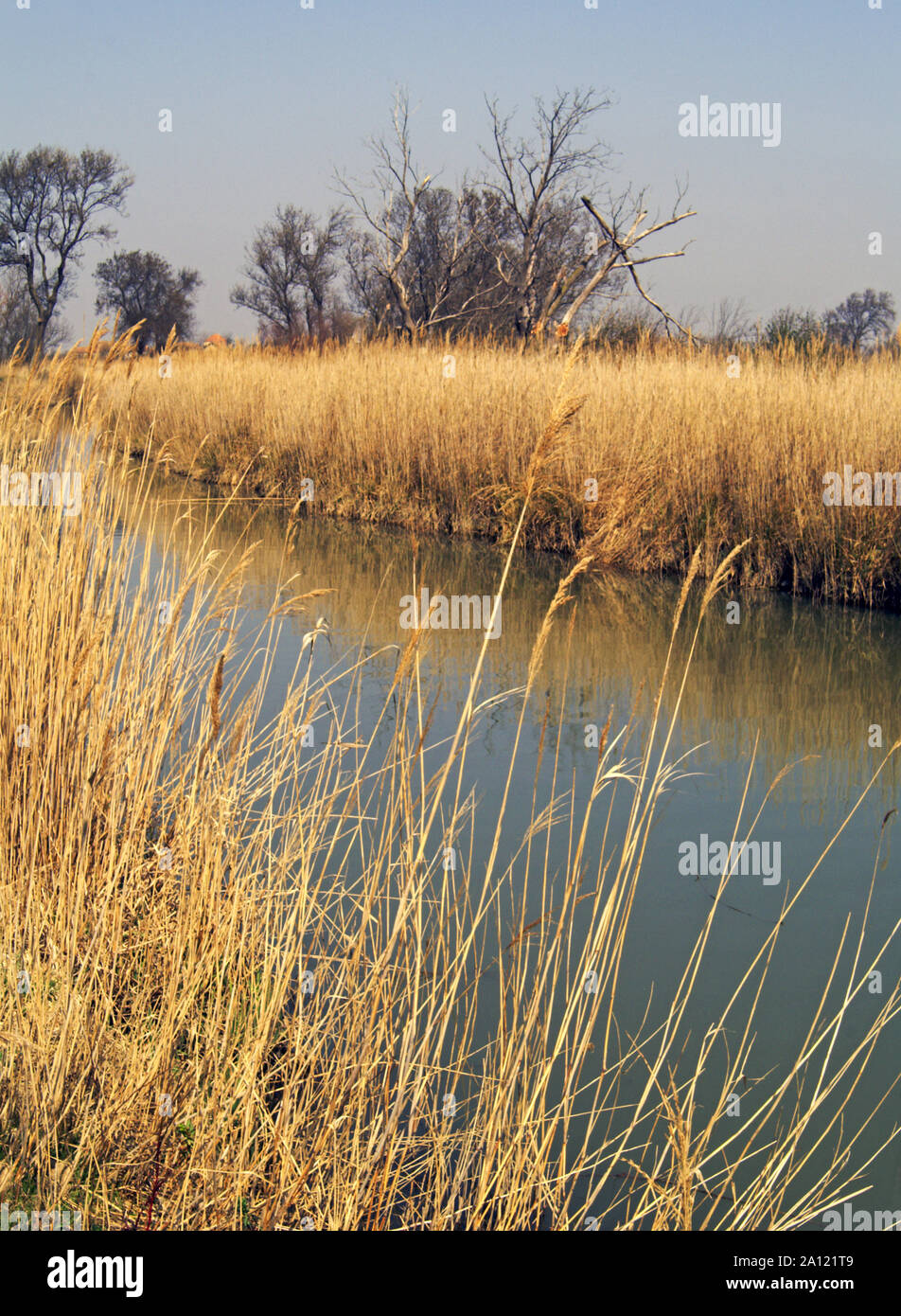 Reed books hi-res stock photography and images - Alamy