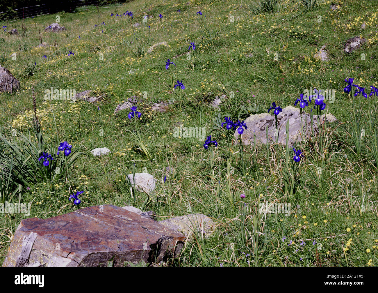 France.Dept Hautes-Pyrenees.Flowers on an alpine hillside.The main ...