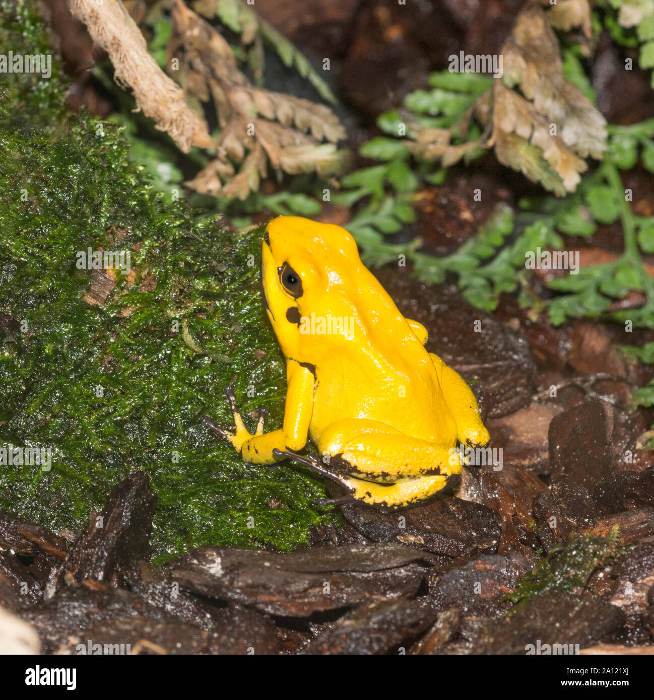 Dart frog photos hi-res stock photography and images - Alamy