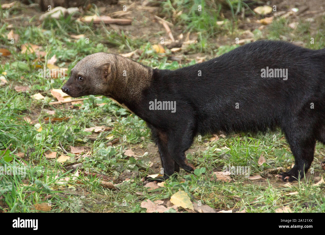 Eiru hi-res stock photography and images - Alamy