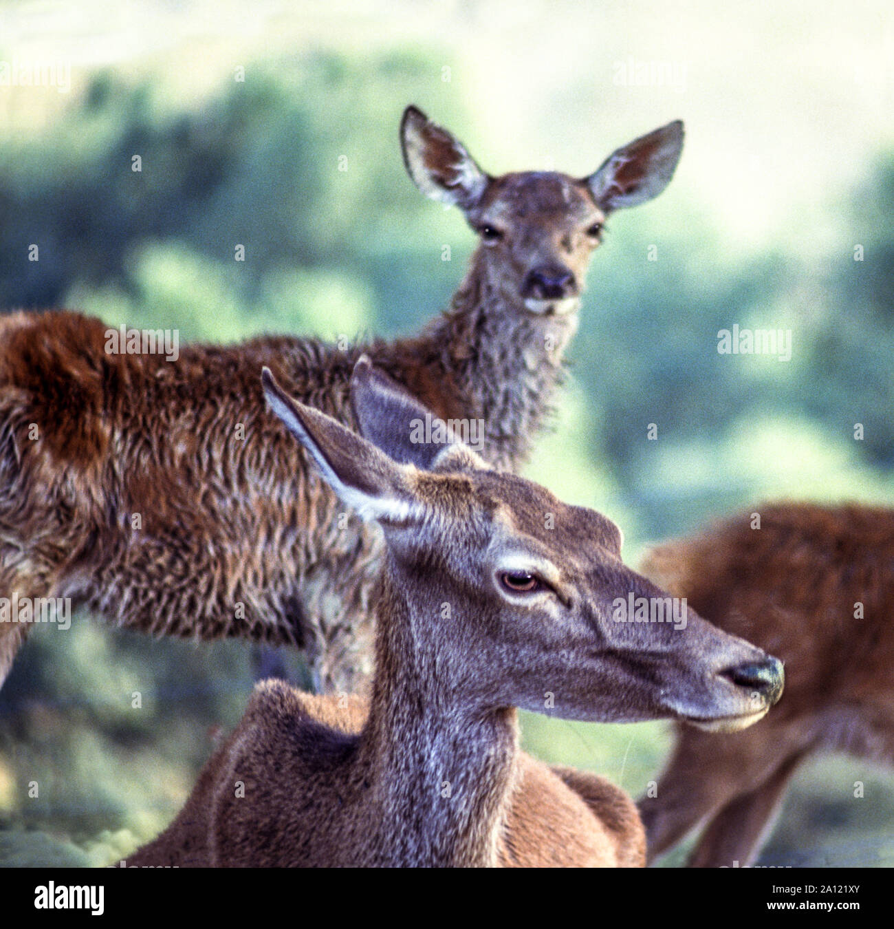 Red Deer (Cervus elaphus).Hind {female} with an immature animal behind ...