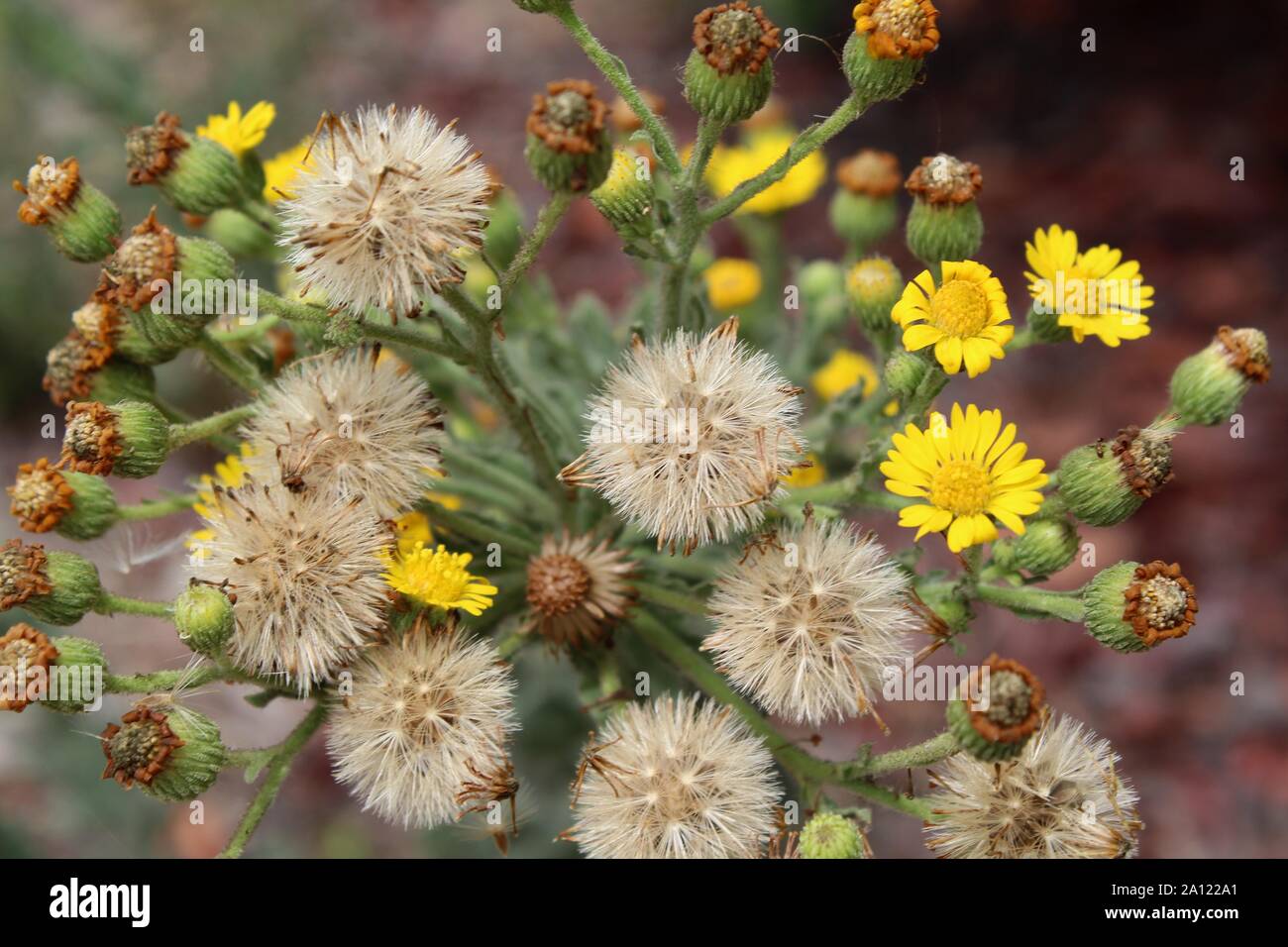 In Ballona Freshwater Marsh, yellow flowers adorn this native plant ...