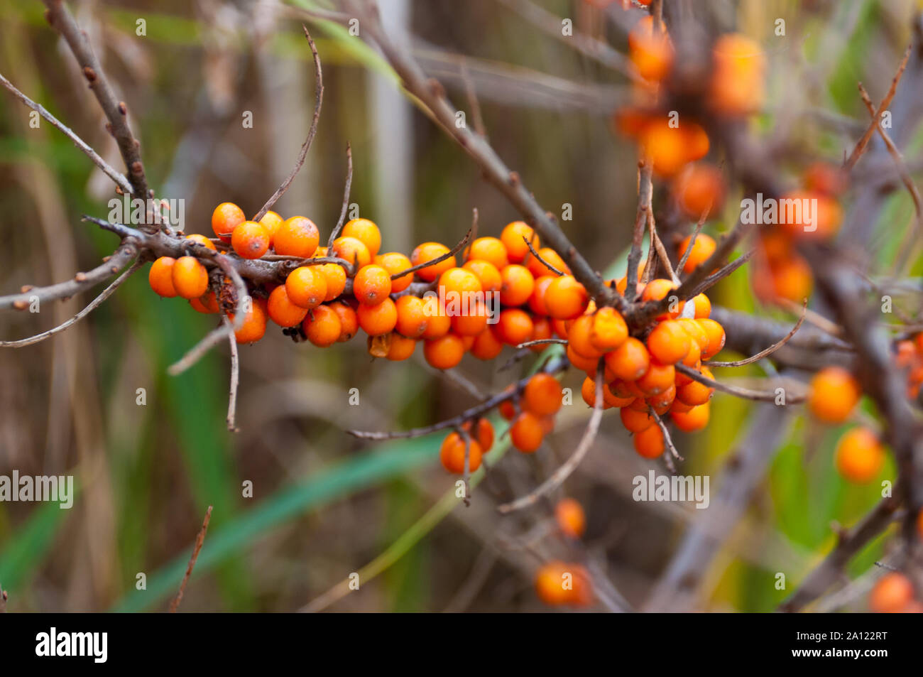 Buckthorn shrub hi-res stock photography and images - Alamy